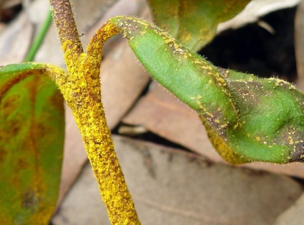 ‘Myrtle Rust – The silent killer’ – A video by the Australian Network for Plant Conservation ...