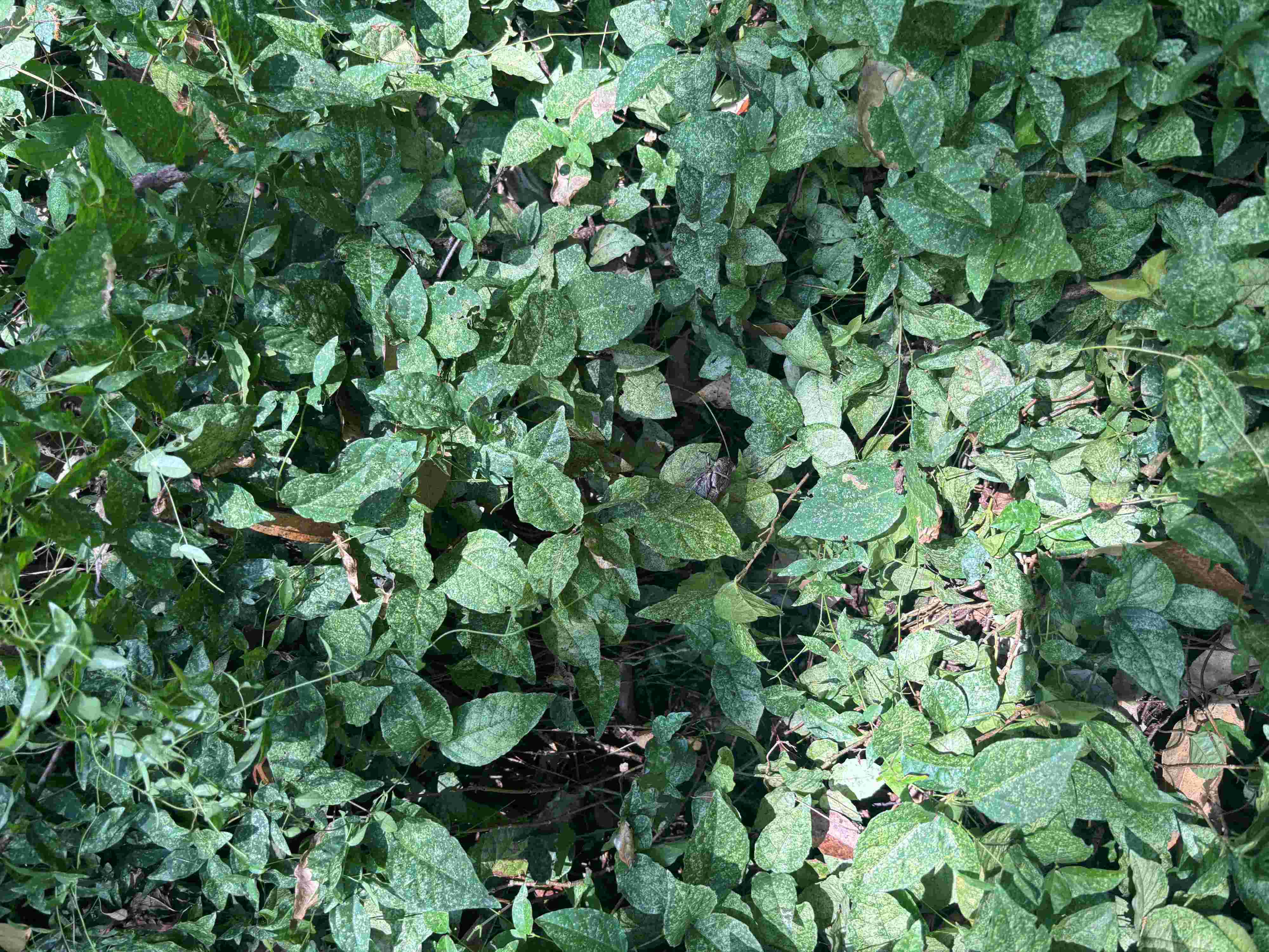 Tiny beetles, big impact: fighting Cat’s Claw creeper in SEQ - Healthy ...